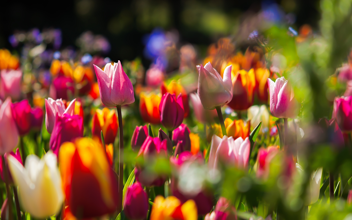 What Color Are the Flowers? - Christ Fellowship